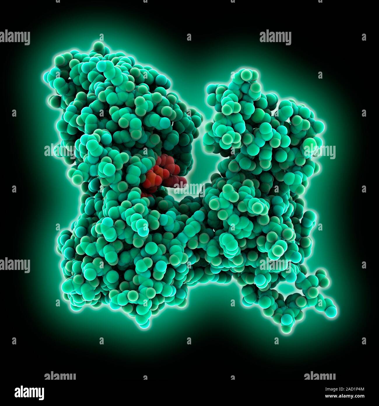 Molecular model of poly(A) polymerase complexed with dATP ...