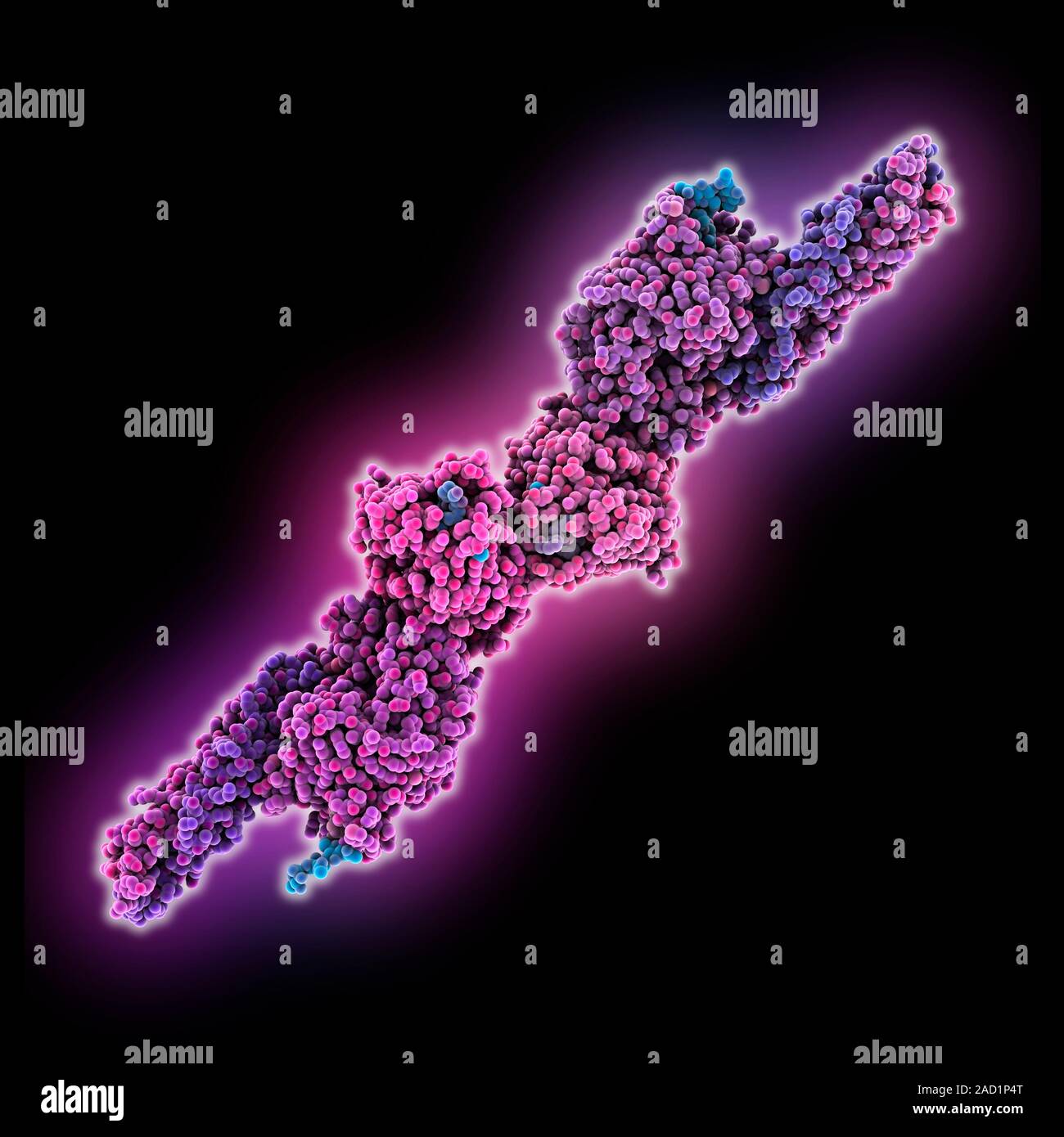 Molecular model of the blood clotting protein fibrin bound to two ...
