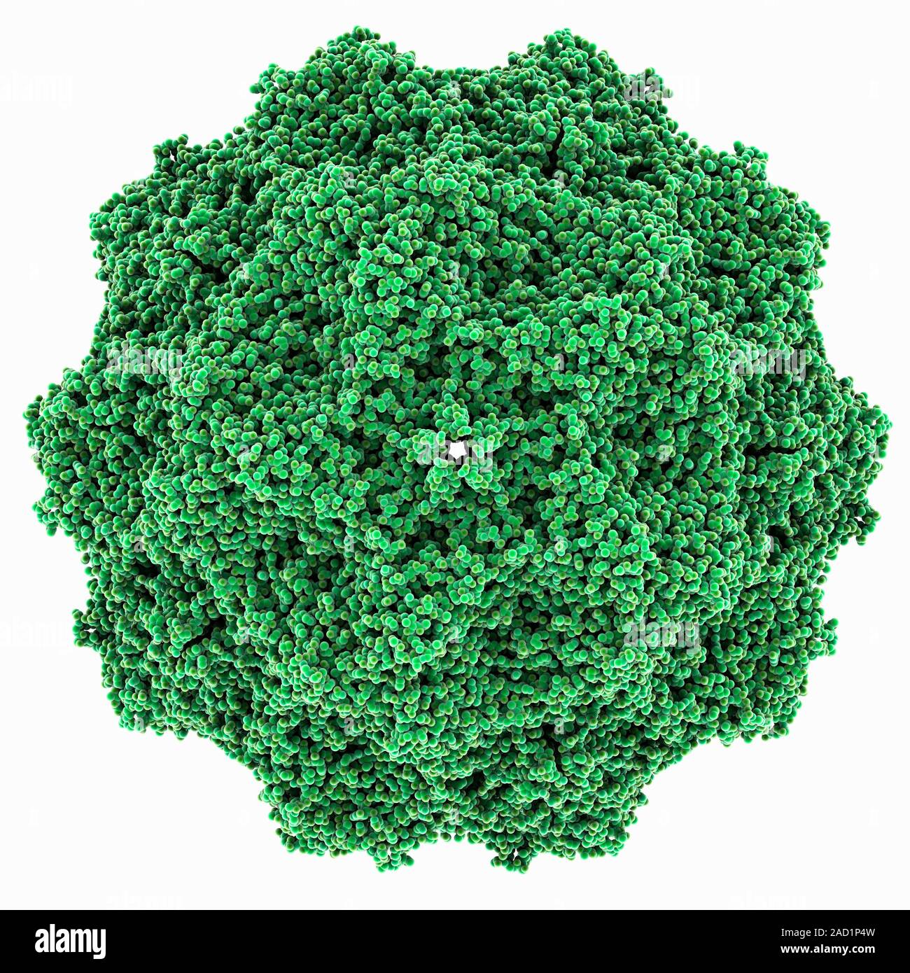 Feline distemper virus particle. Molecular model showing the structure ...