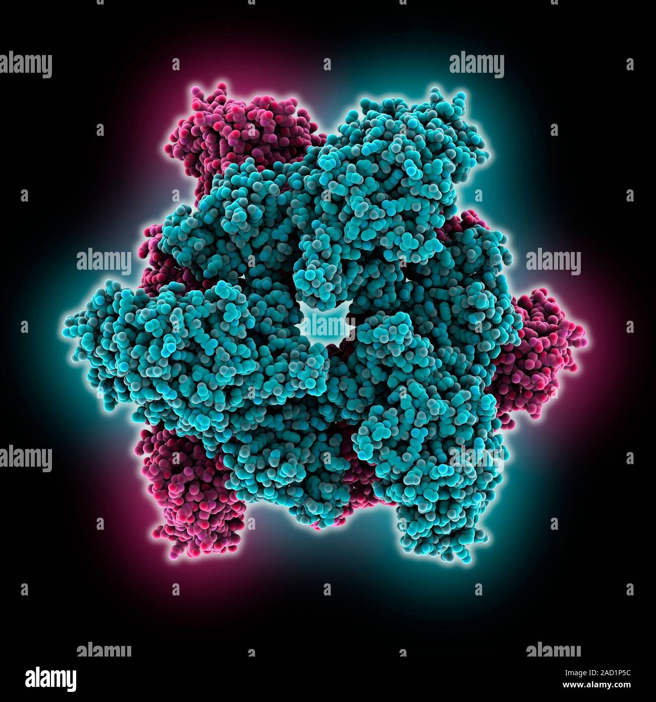 Atp Sulfurylase Molecule Computer Model Showing The Structure Of An Atp Sulfurylase Atps