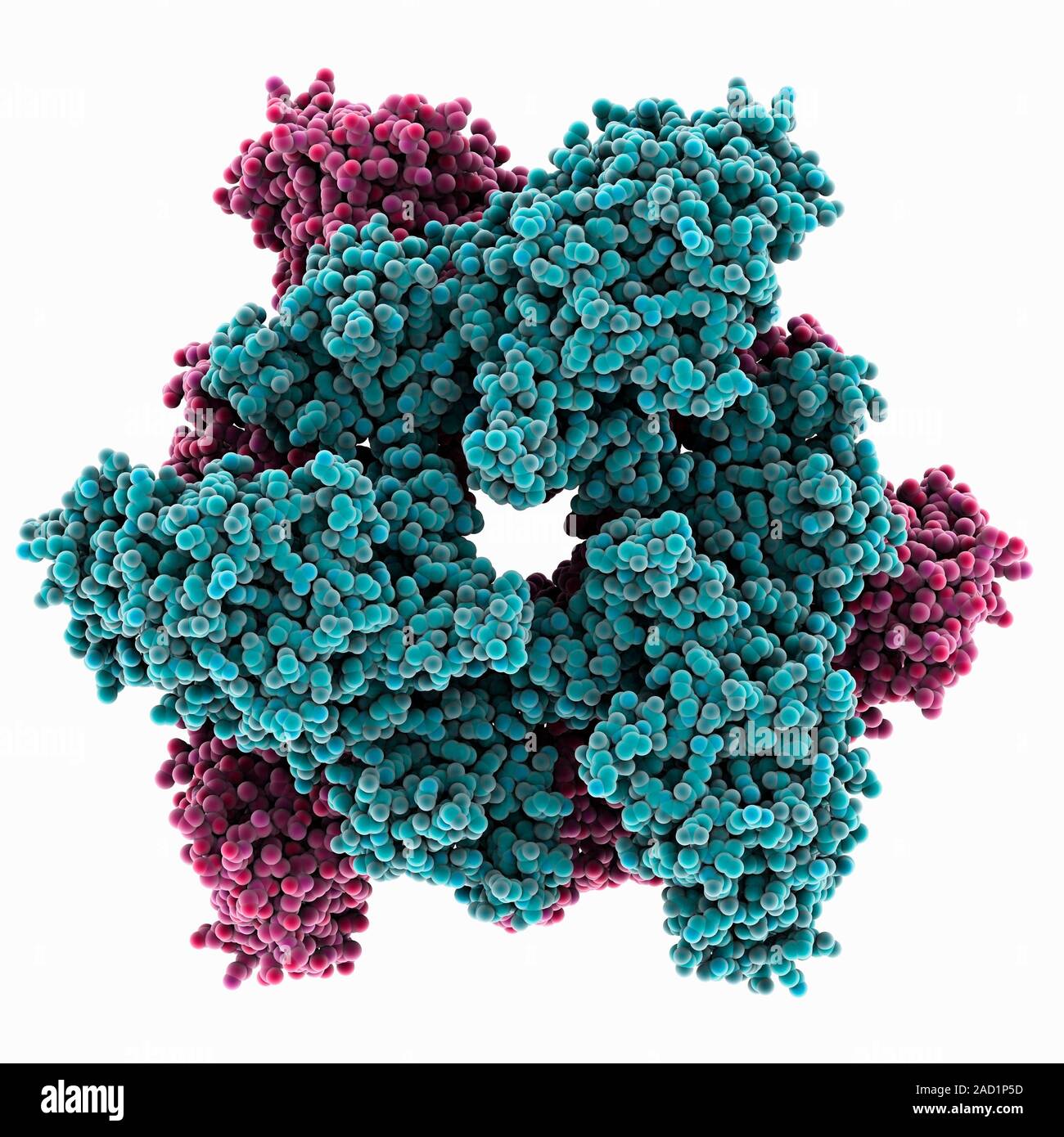 Atp Sulfurylase Molecule Computer Model Showing The Structure Of An Atp Sulfurylase Atps