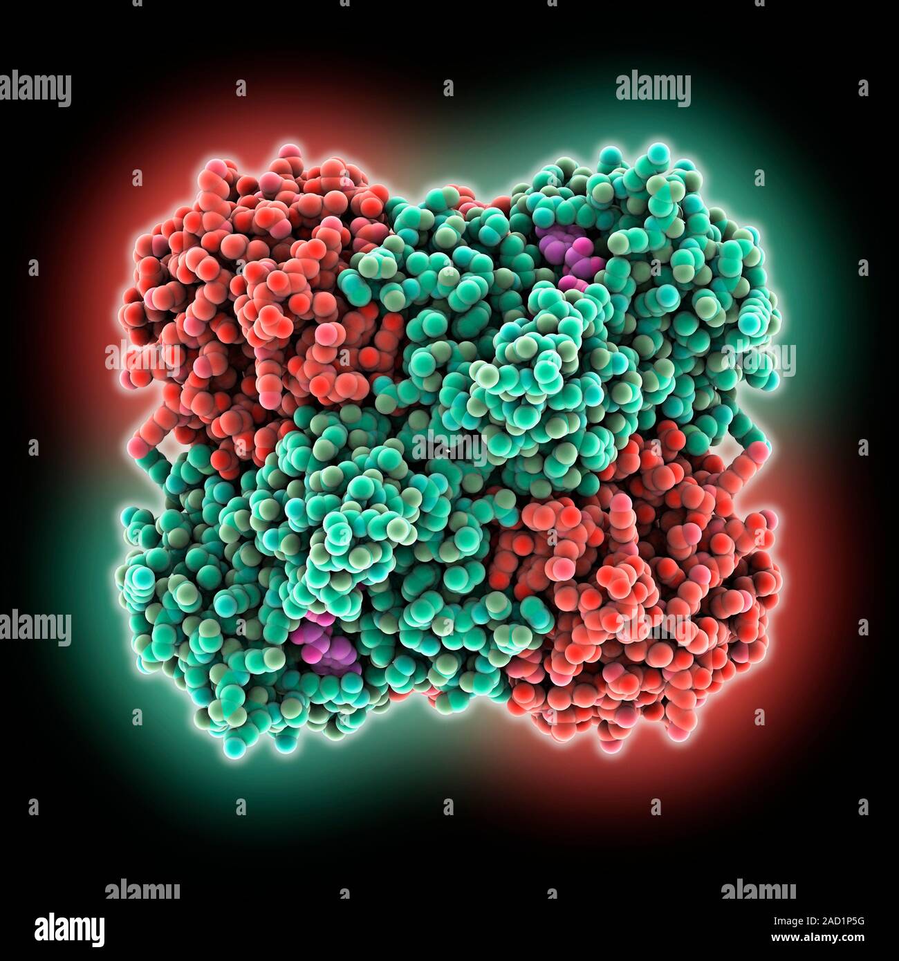 Molecular model of a glucose dehydrogenase enzyme complexed with a ...