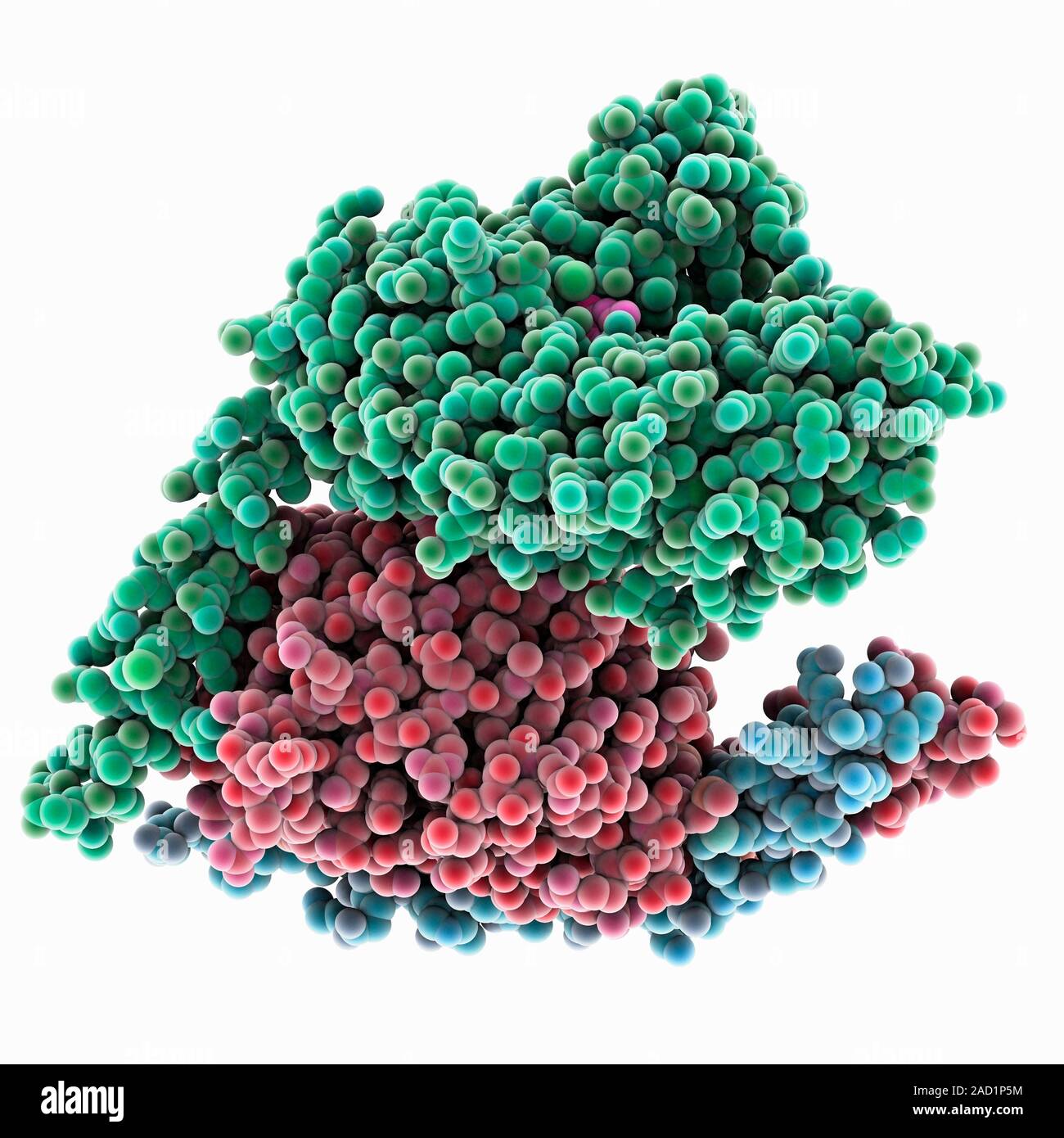 Heterotrimeric G protein complex molecule. Molecular model of a ...