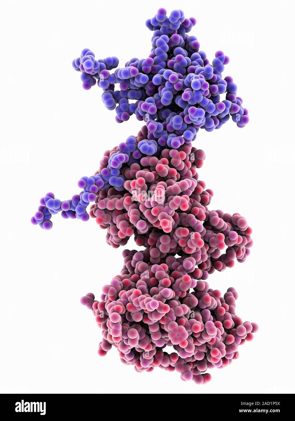 SV40 antigen and tumour suppressor. Molecular model of the simian virus ...