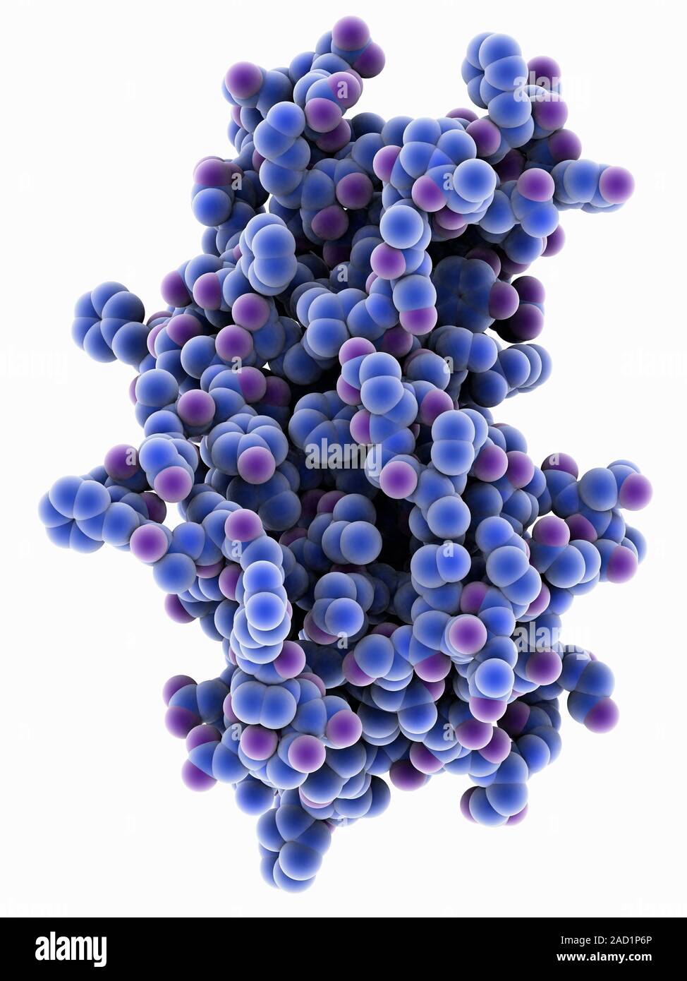 Human growth hormone (hGH), molecular model. hGH is produced in the ...