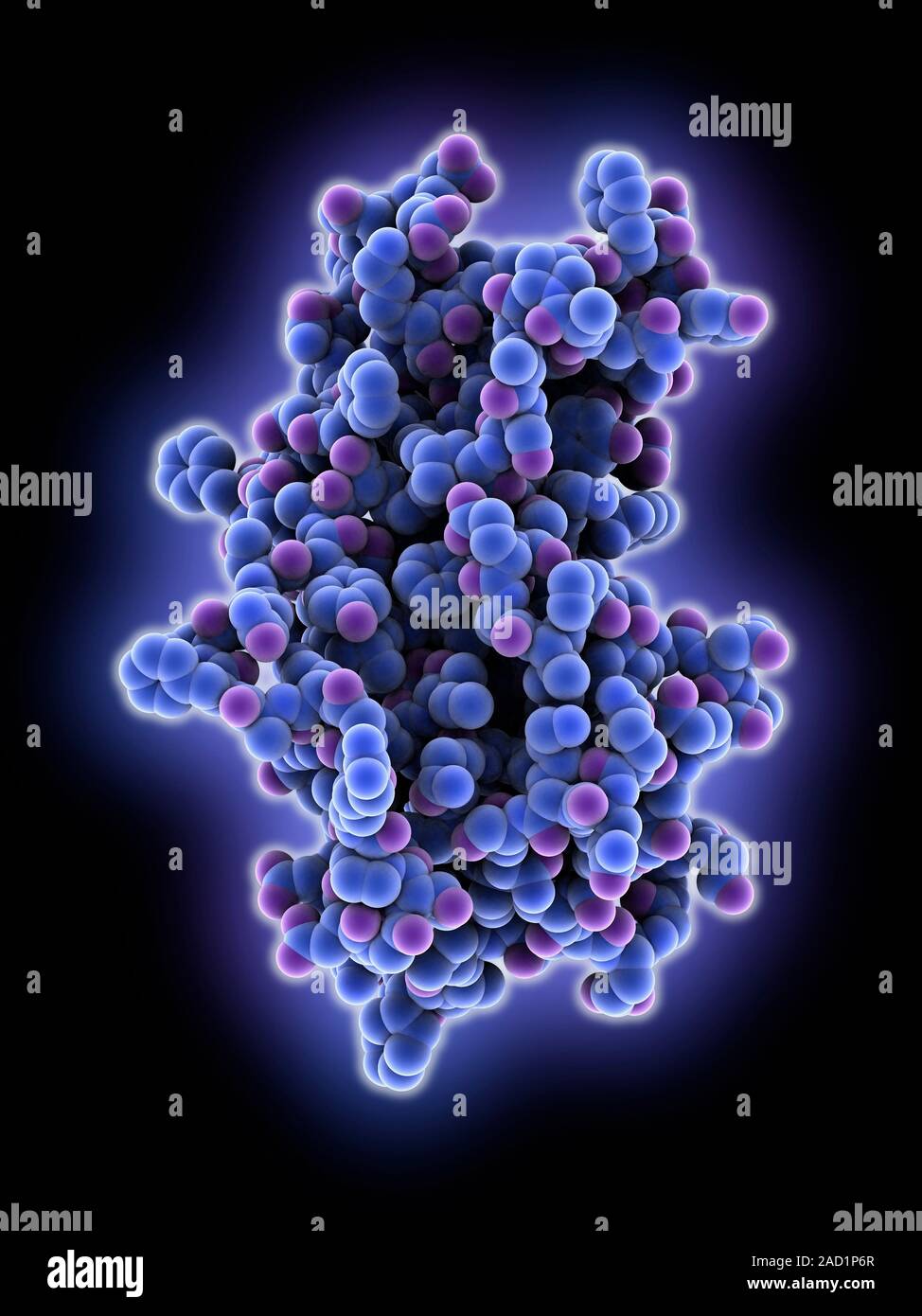 Human growth hormone (hGH), molecular model. hGH is produced in the ...