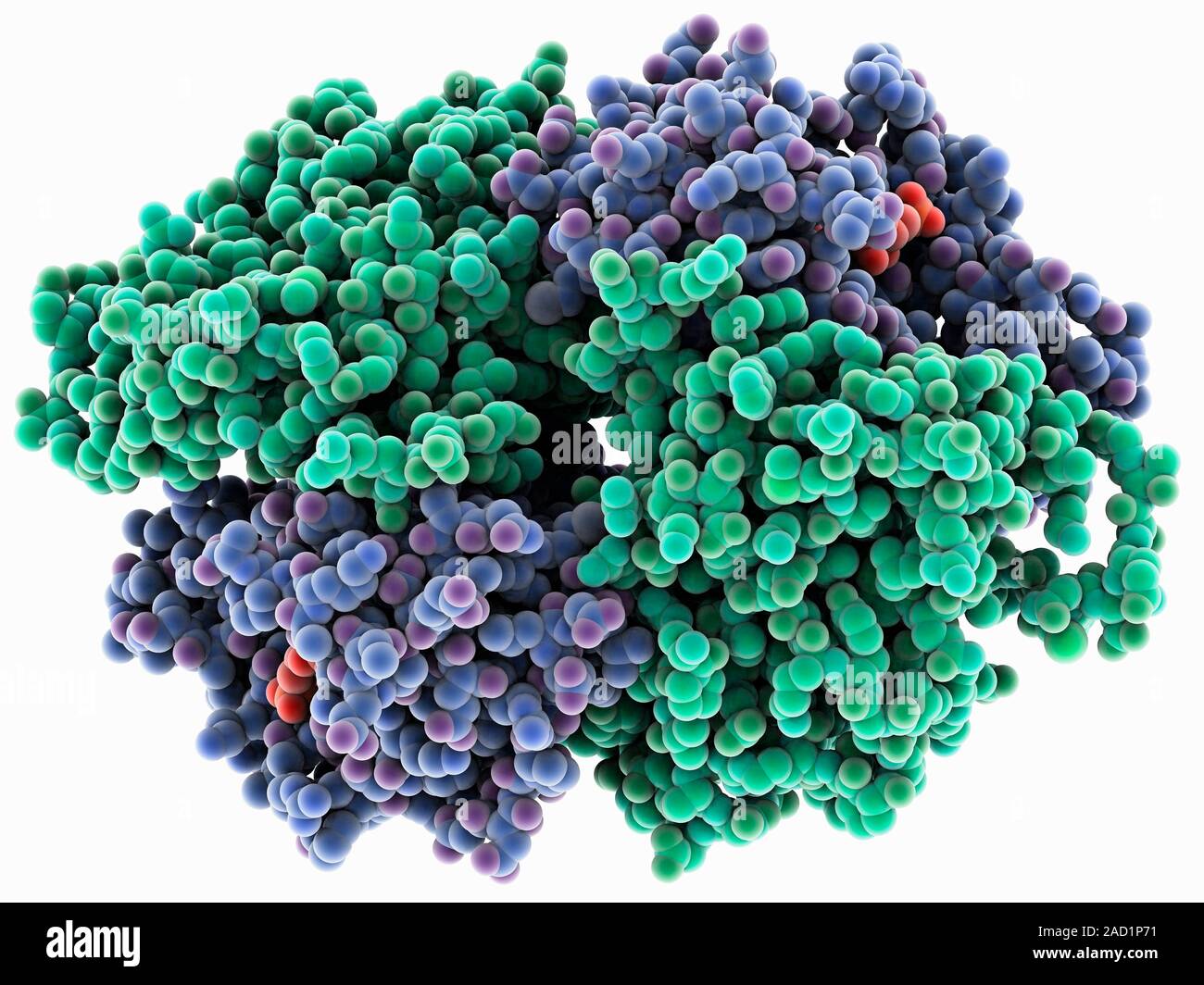 HGPRTase. Molecular model of hypoxanthine-guanine ...