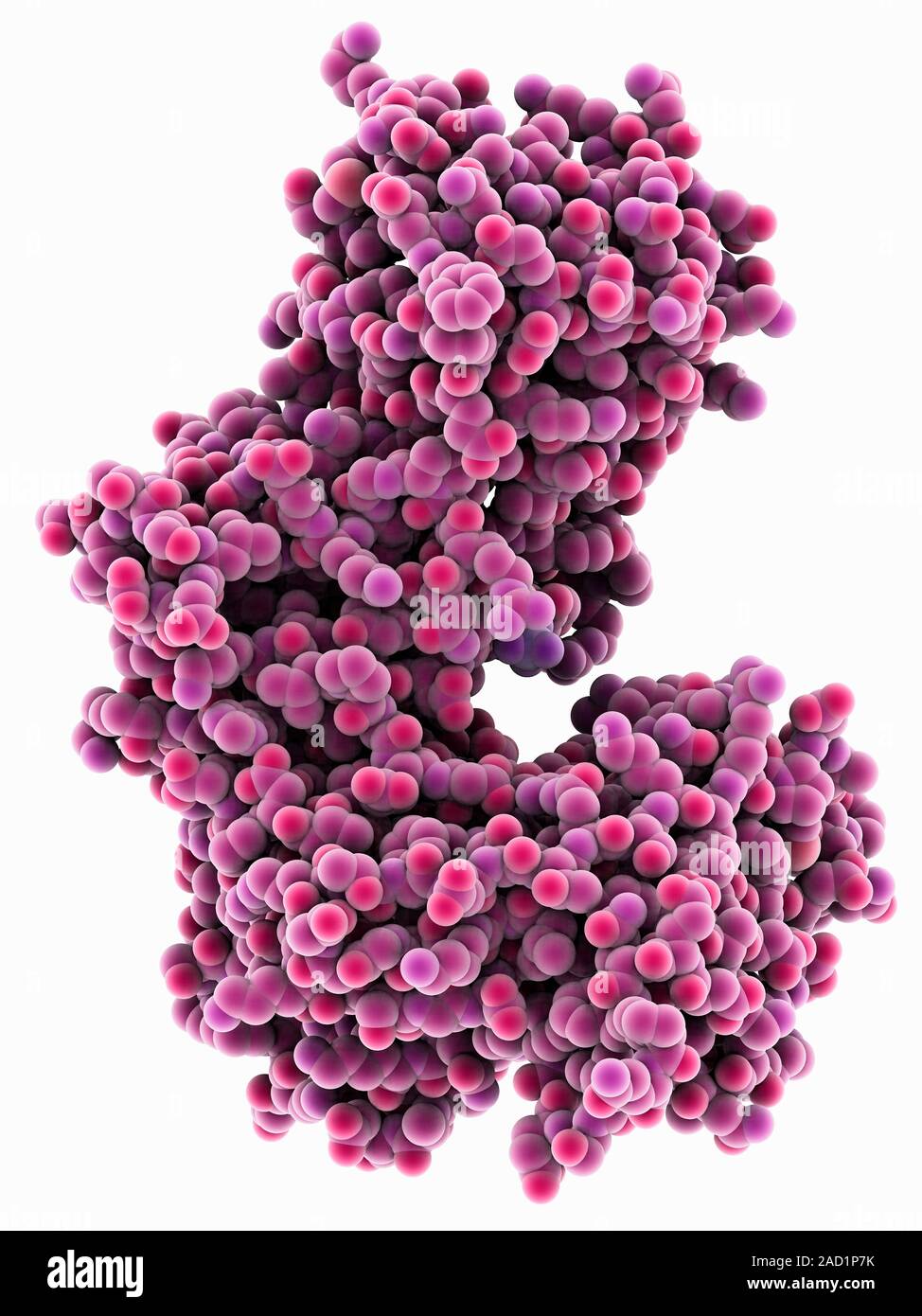 Hexokinase, molecular model. This enzyme promotes the conversion ...