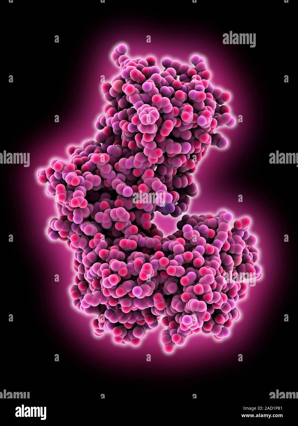 Hexokinase, molecular model. This enzyme promotes the conversion ...
