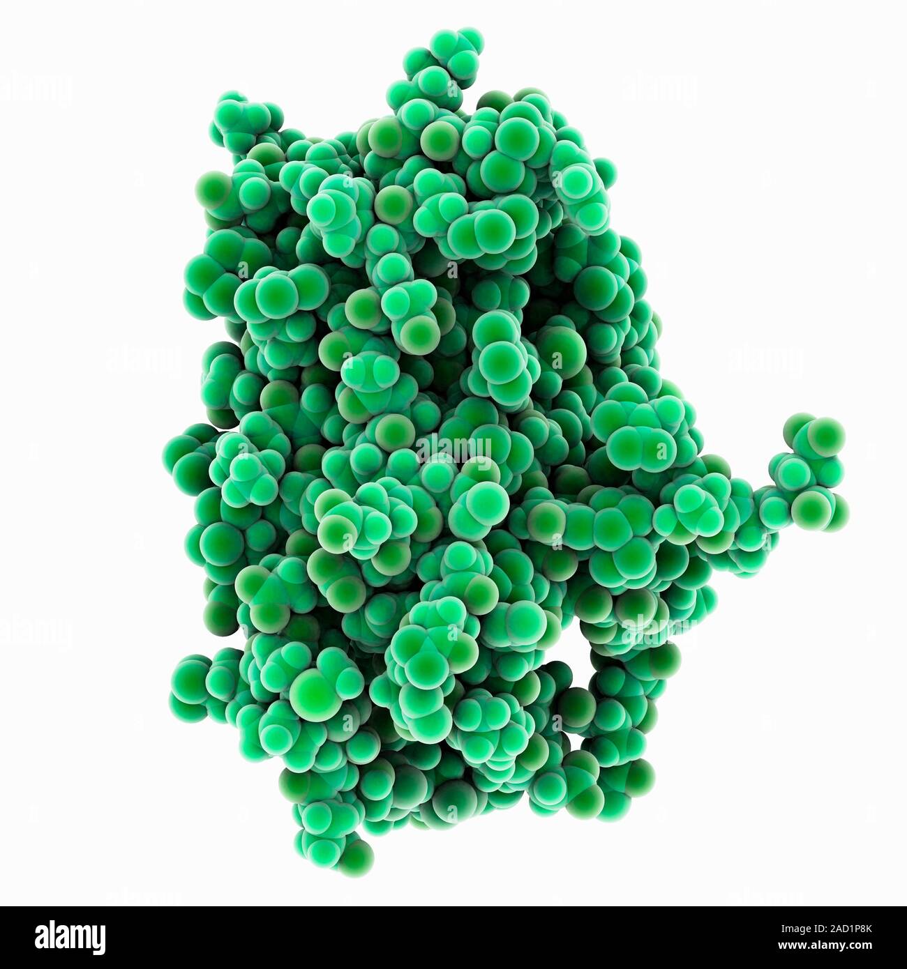 Human interferon alpha, molecular model. Interferons are proteins ...