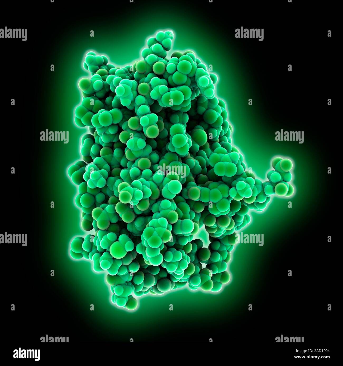 Human interferon alpha, molecular model. Interferons are proteins ...