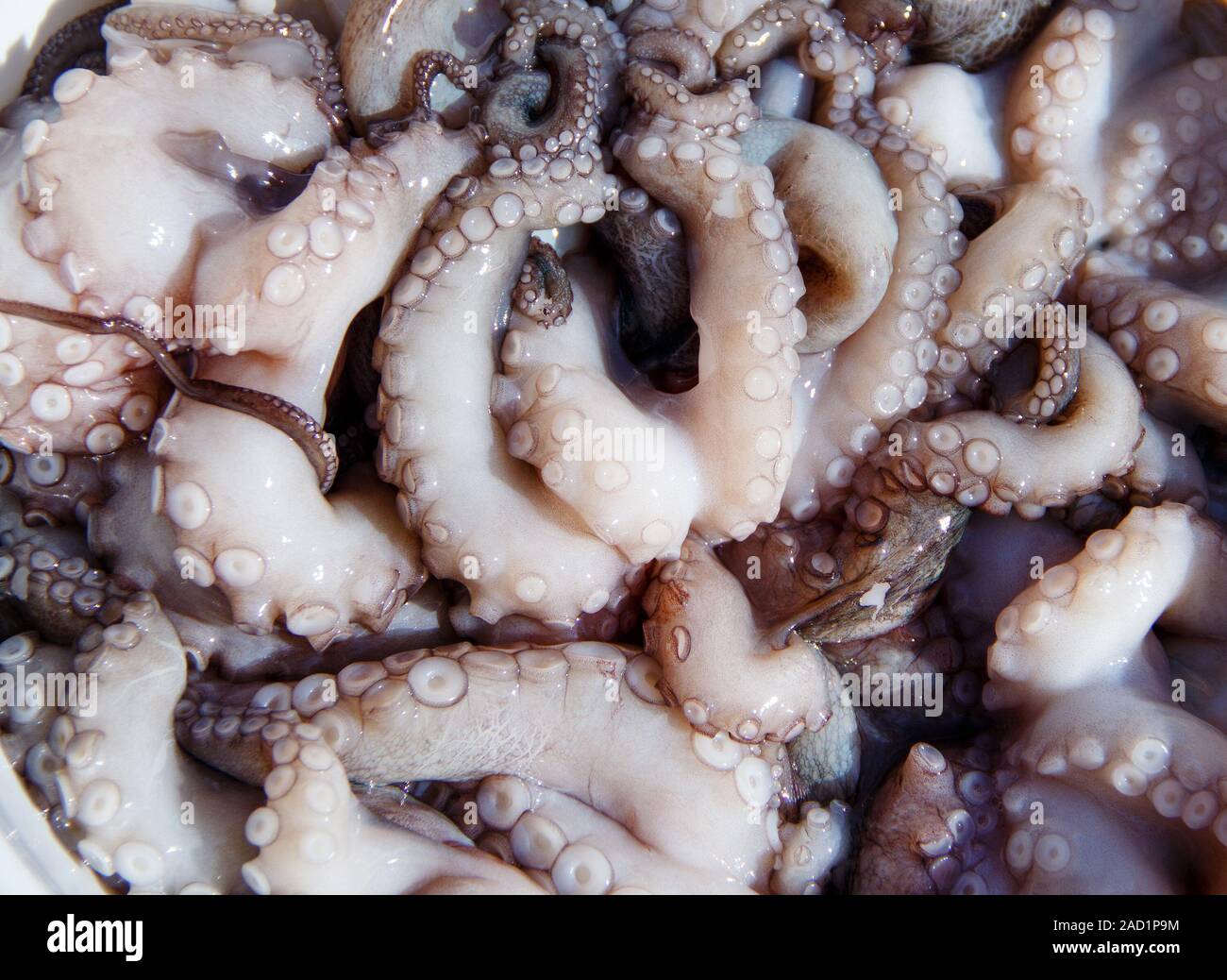 Octopuses at a fish market hi-res stock photography and images - Alamy