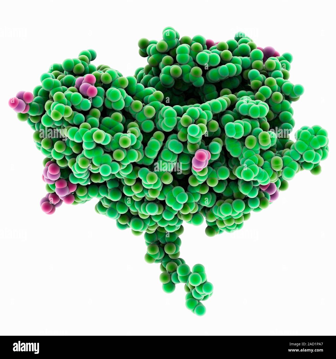Chitinase, molecular model. This enzyme catalyses the break down of ...