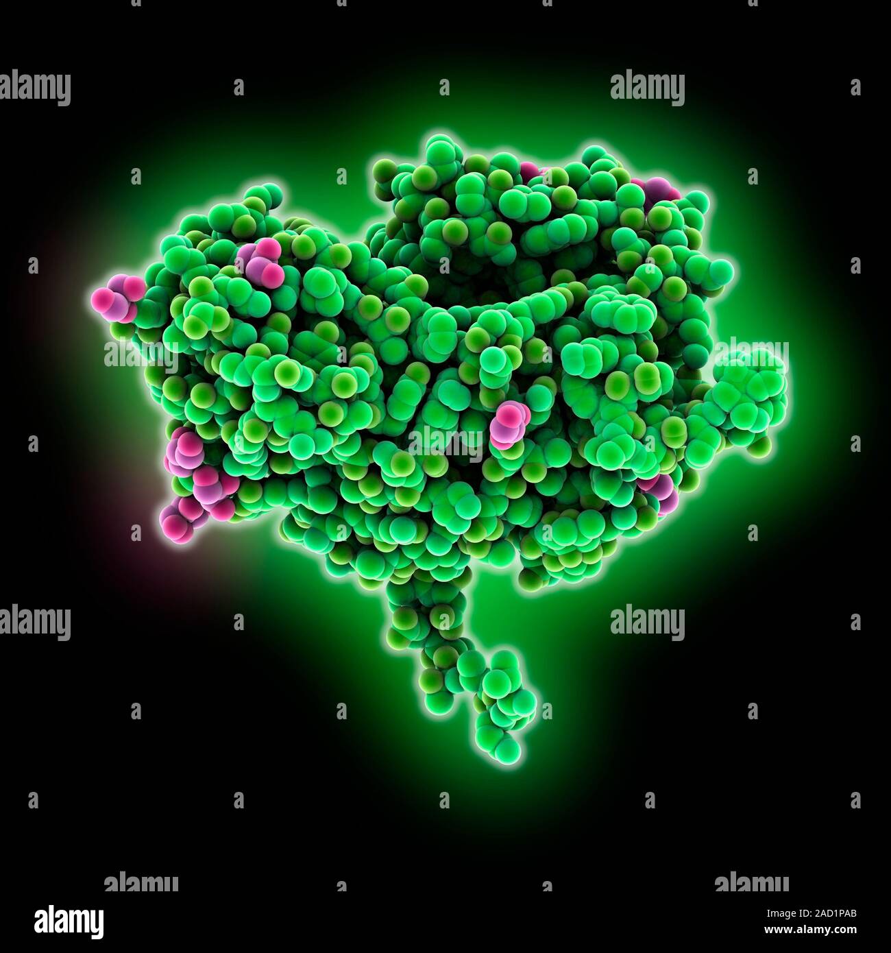 Chitinase, molecular model. This enzyme catalyses the break down of ...