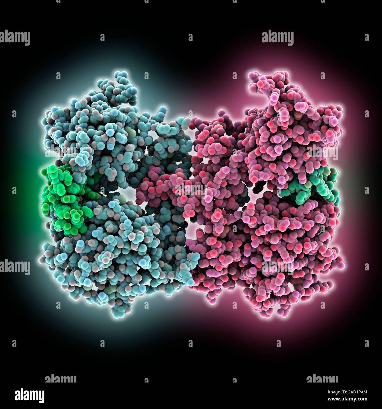 Epidermal growth factor molecule. Molecular model of epidermal growth ...