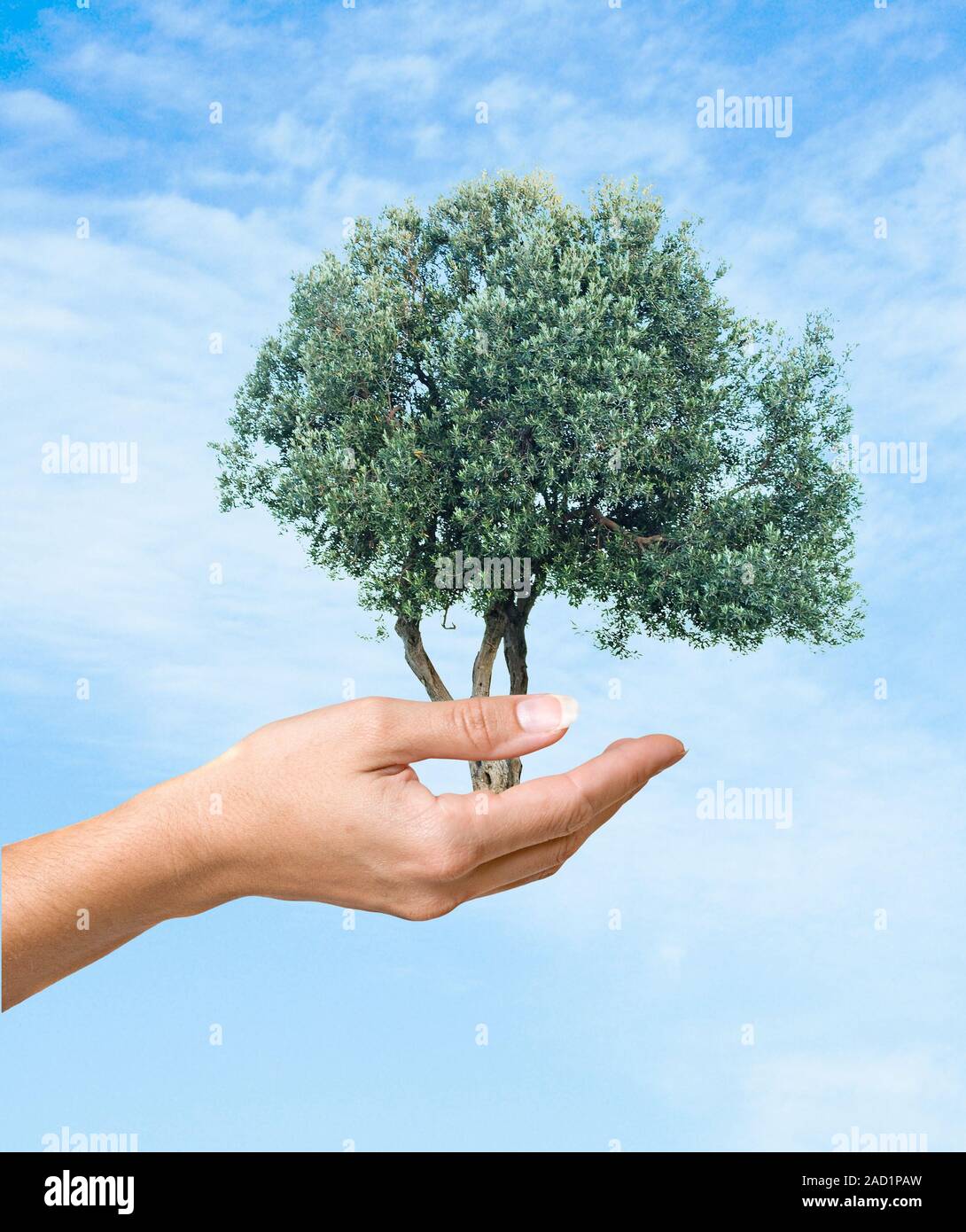 tree in hand as a symbol of nature protection Stock Photo - Alamy