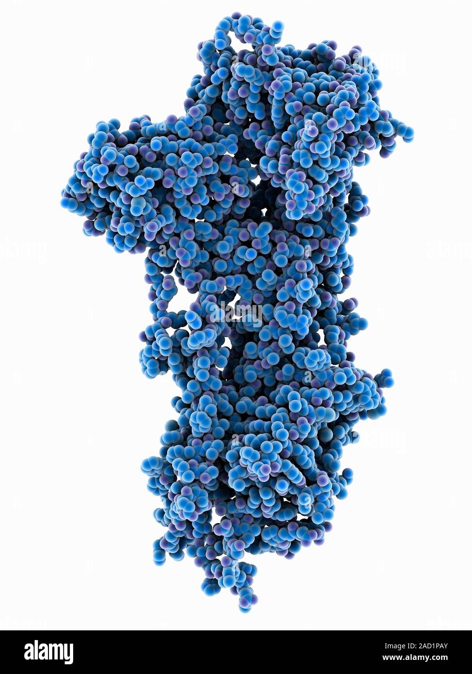 Calcium pumping ATPase enzyme. Molecular model of the ATPase enzyme ...