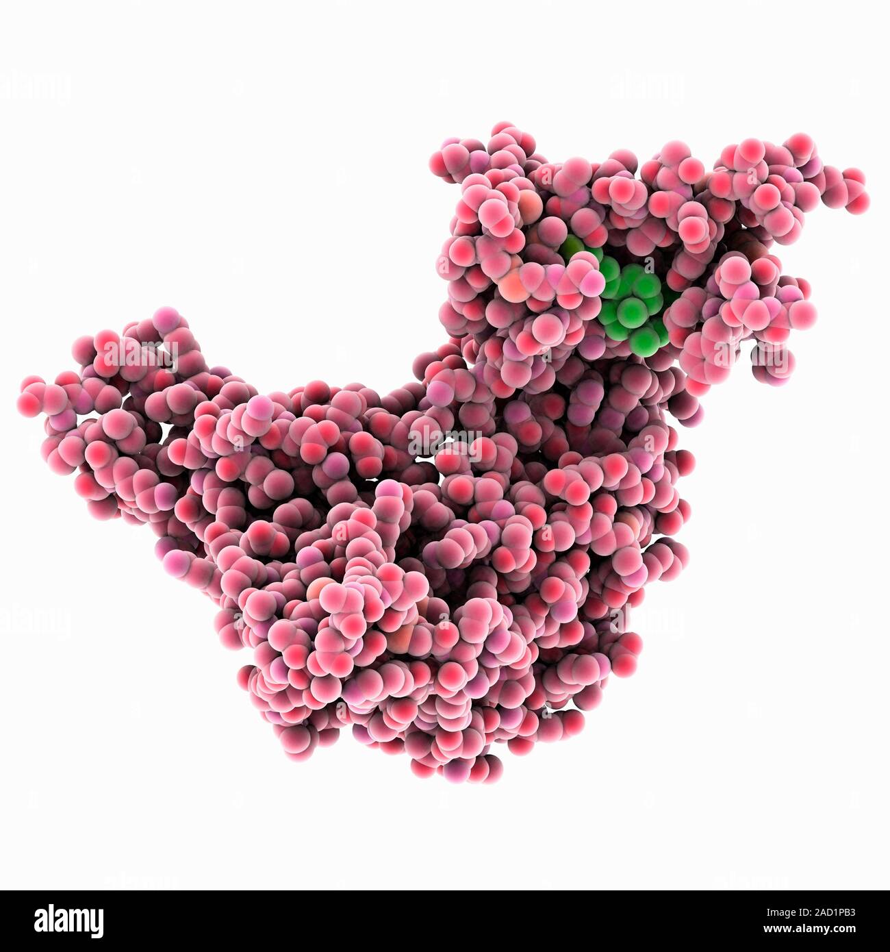Molecular model of the human vitamin D binding protein complexed with a ...