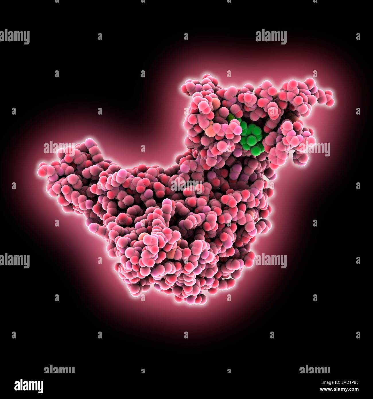 Molecular Model Of The Human Vitamin D Binding Protein Complexed With A Vitamin D3 Analogue