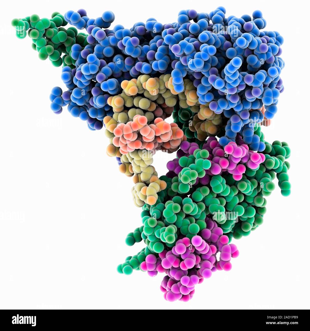 Transcription regulator molecule. Molecular model of the transcription ...