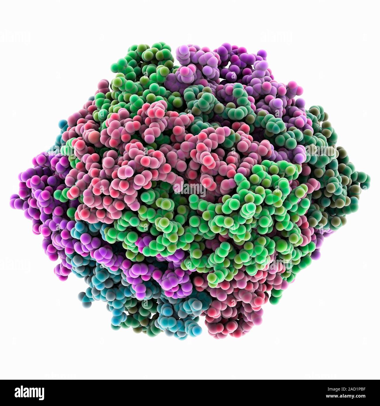 Manganese catalase. Molecular model of the enzyme manganese catalase ...