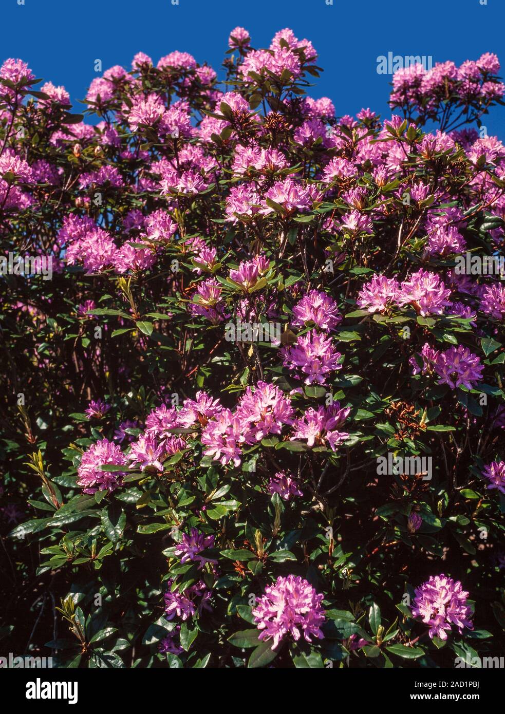 Rhododendron shrub in flower, bright pink magenta blooms Stock Photo ...