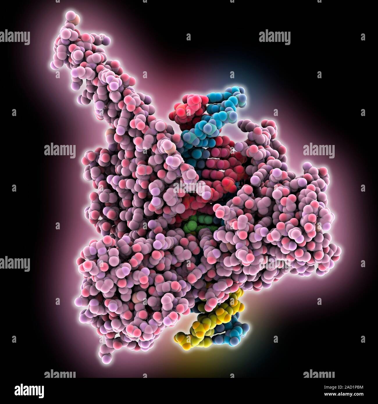 DNA topoisomerase and inhibitor. Molecular model of the chemotherapy ...