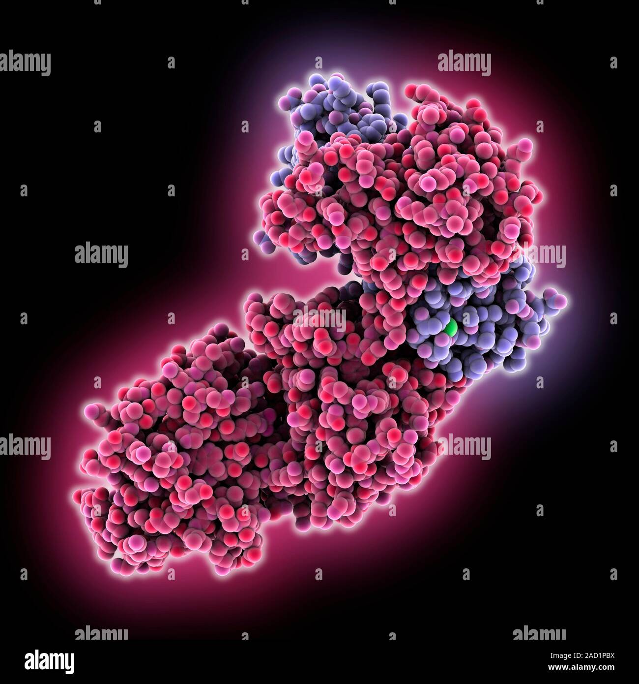 Anthrax oedema factor. Molecular model of oedema factor (EF) from the ...