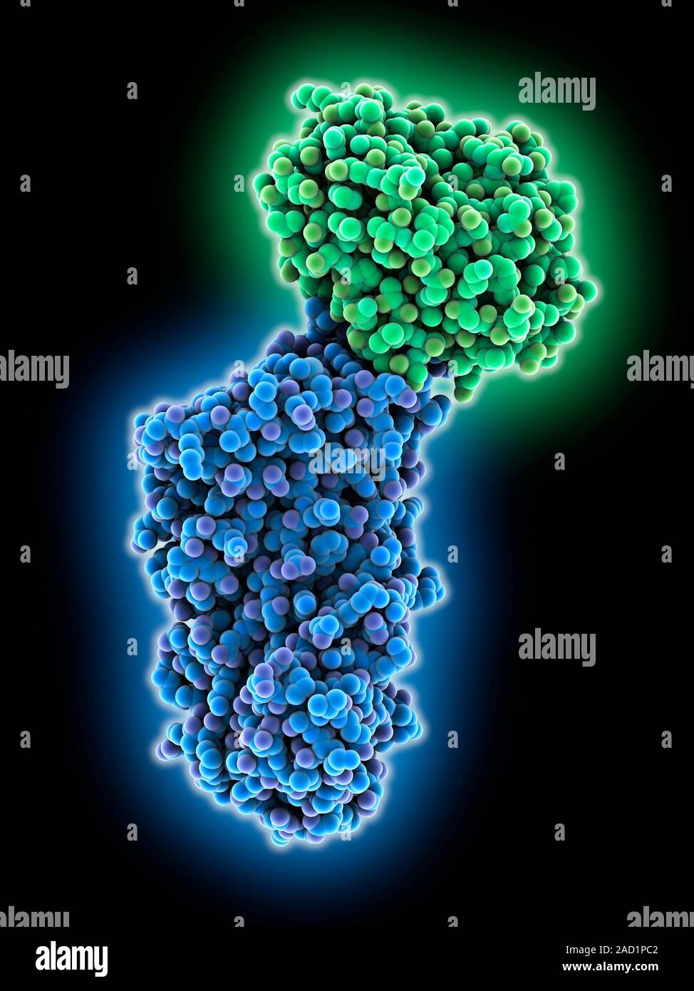 Proteinase inhibitor. Molecular model of a proteinase inhibitor, or ...