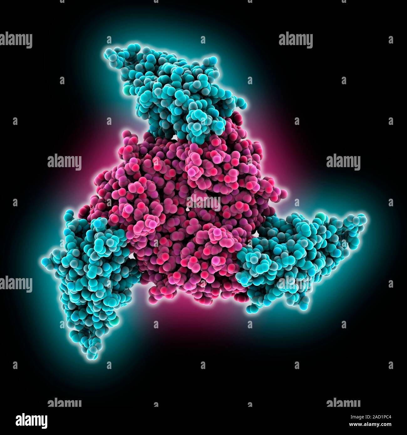 Molecular model of the fibre knob protein from an Adenovirus complexed ...