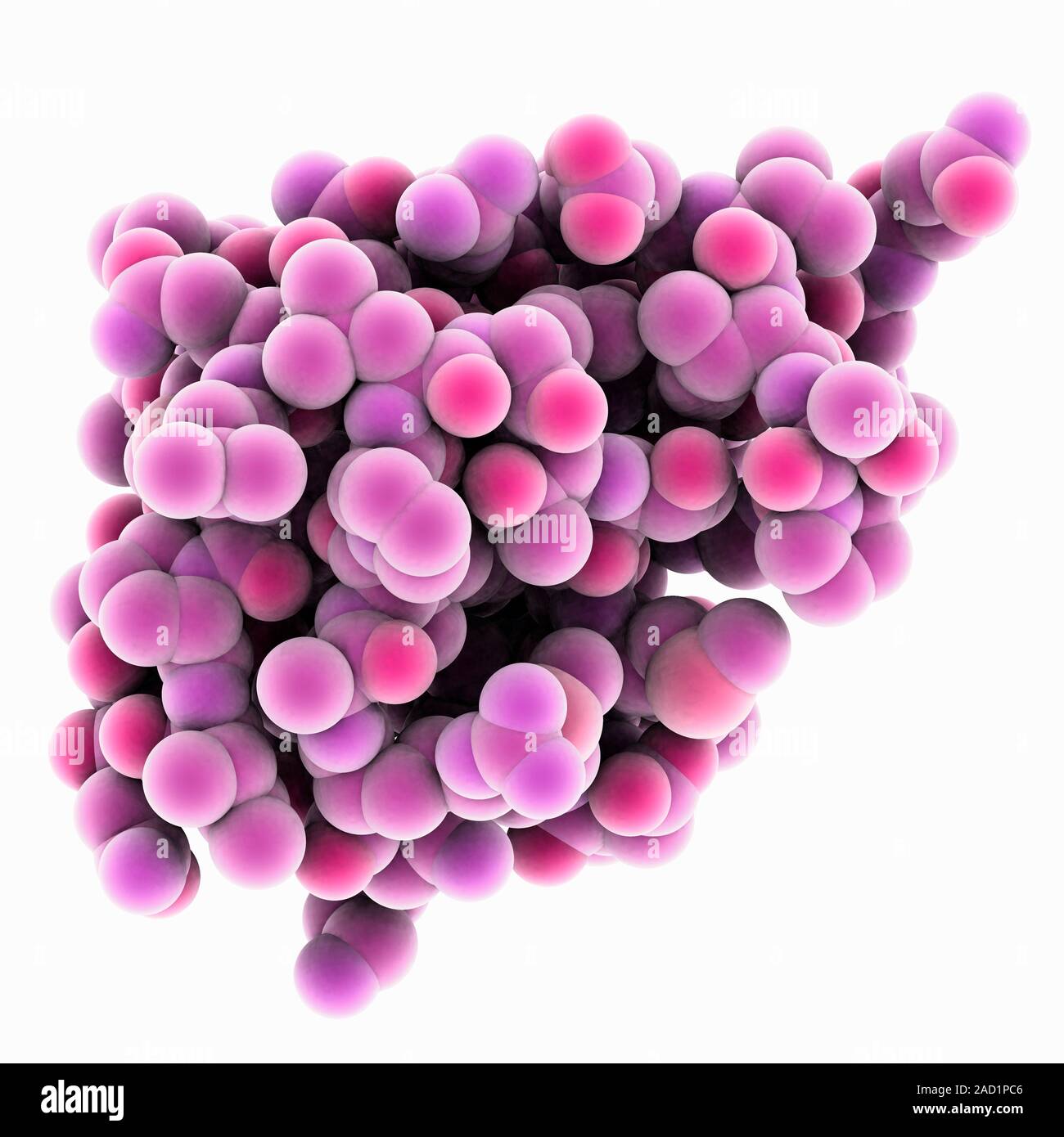 Fish antifreeze protein. Molecular model of a fish antifreeze protein ...