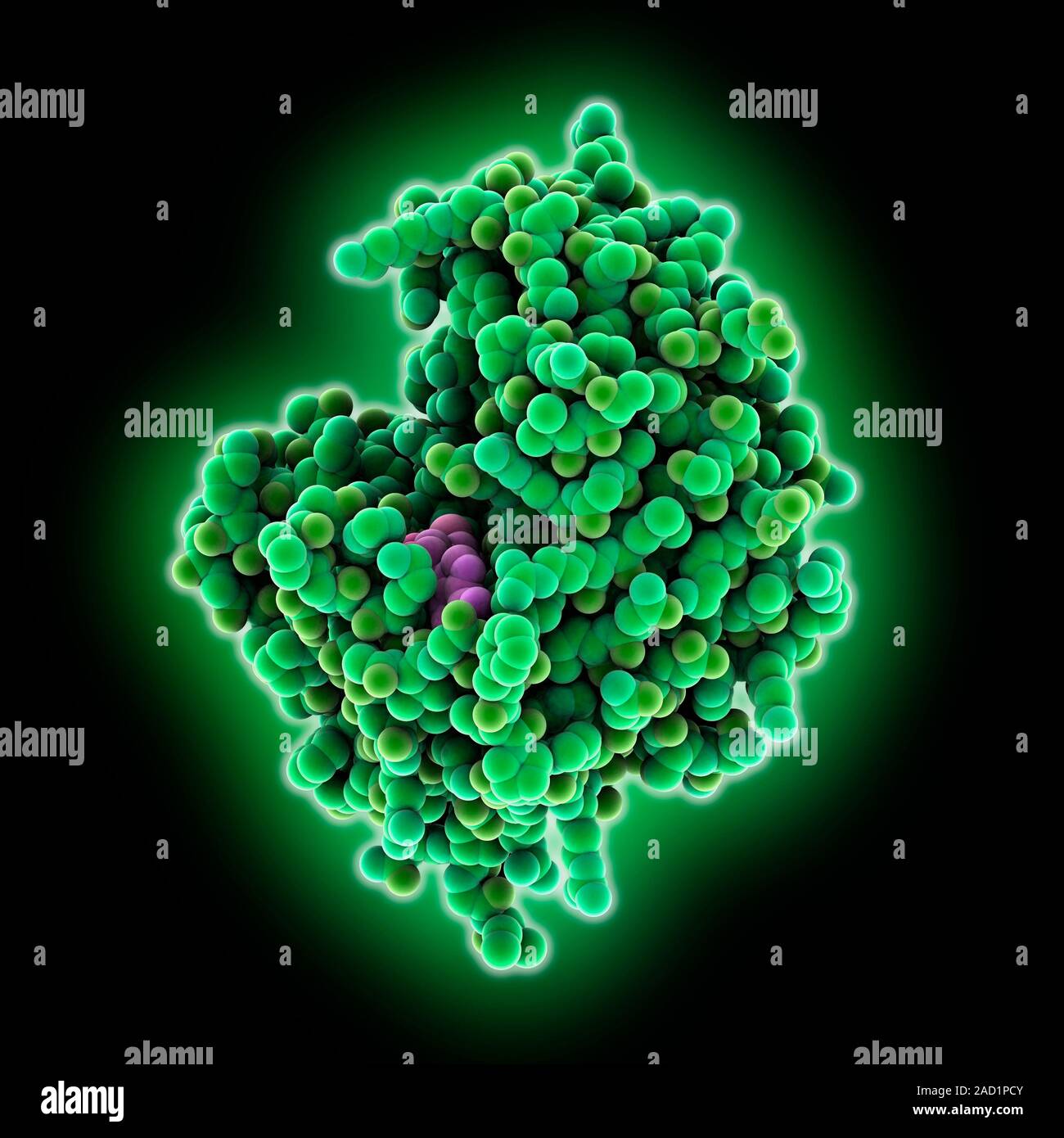 Molecular model of the methyltransferase domain of an RNA (ribonucleic ...
