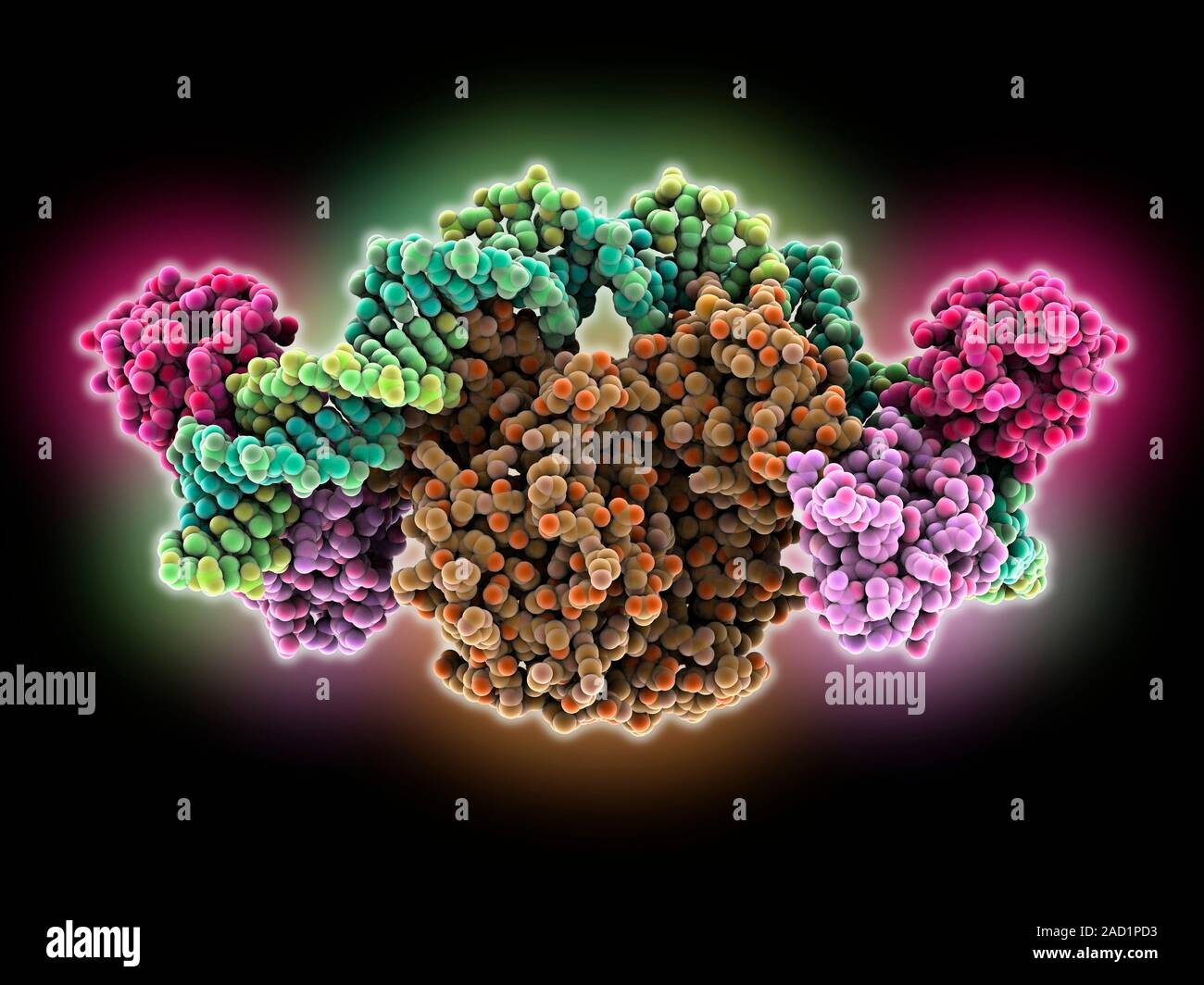 Gene activator protein. Molecular model of catabolite gene activator ...
