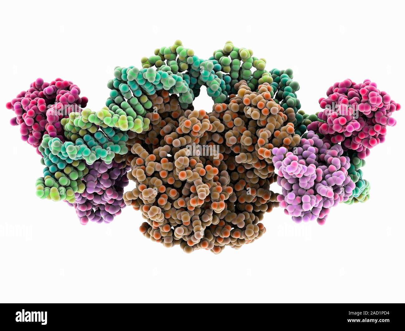 Gene activator protein. Molecular model of catabolite gene activator ...