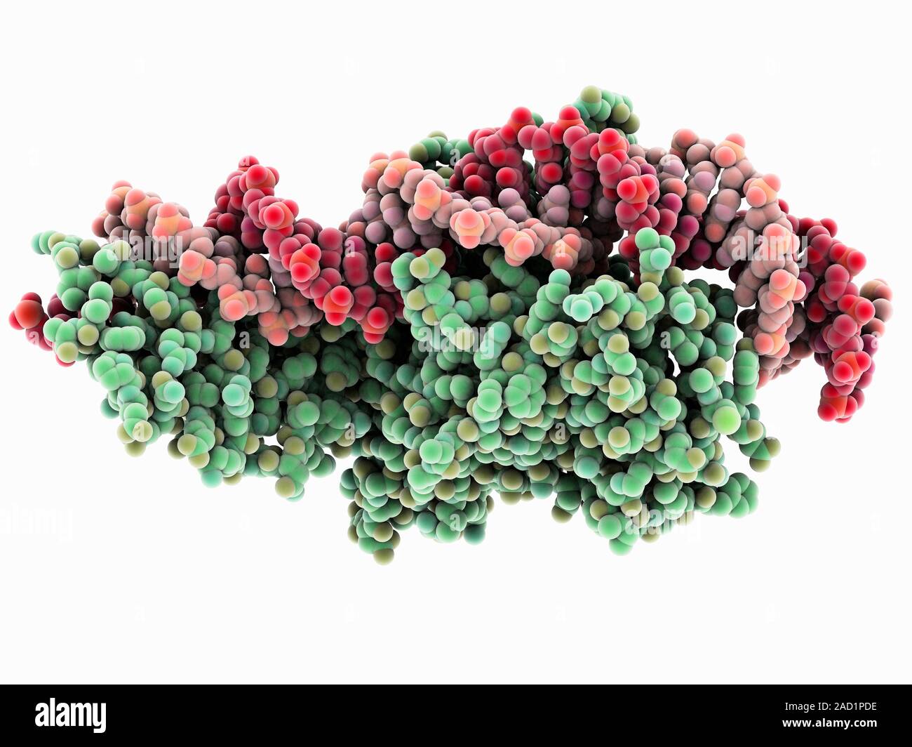 Endonuclease and DNA. Molecular model of an endonuclease restriction ...