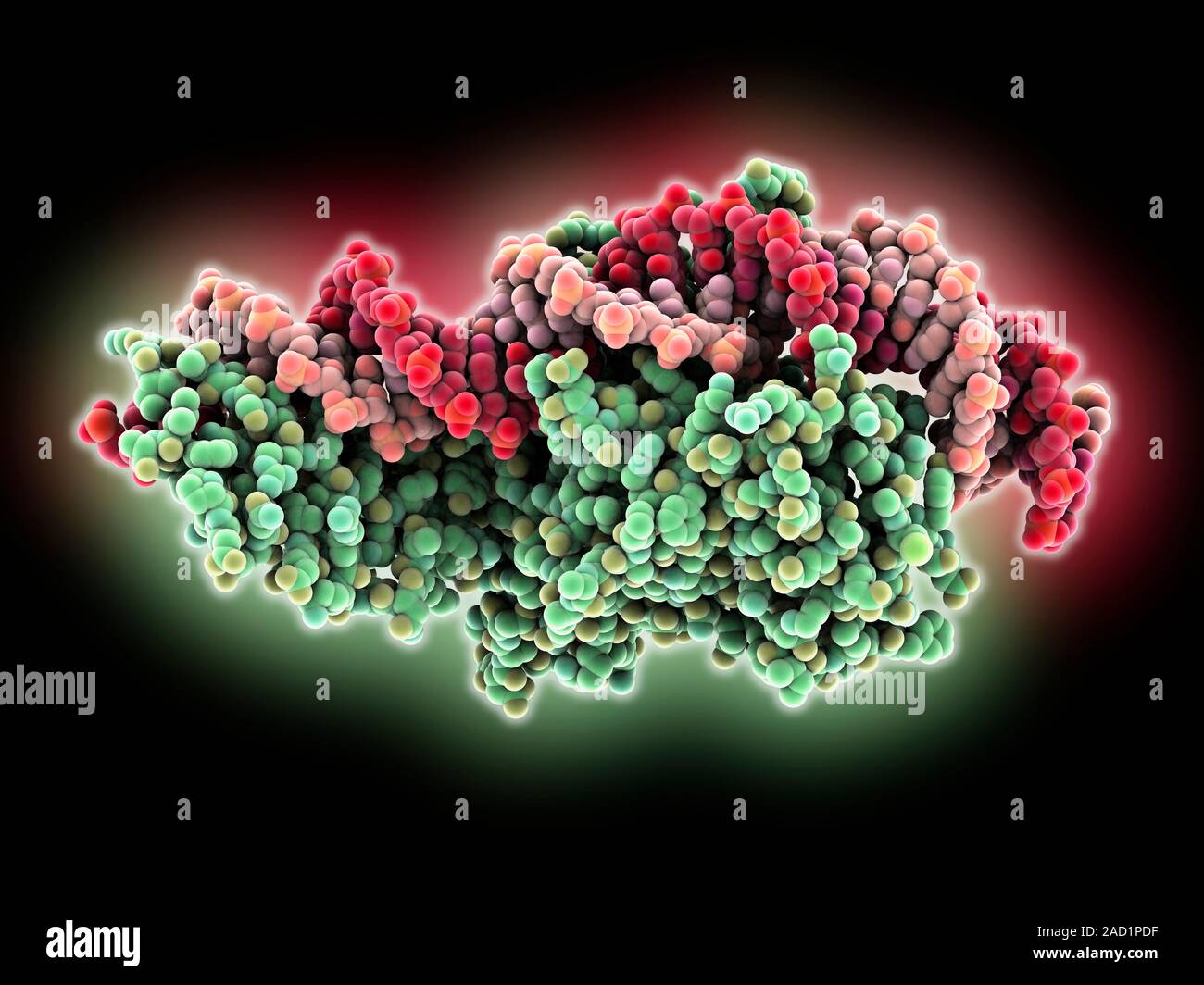 Endonuclease and DNA. Molecular model of an endonuclease restriction ...