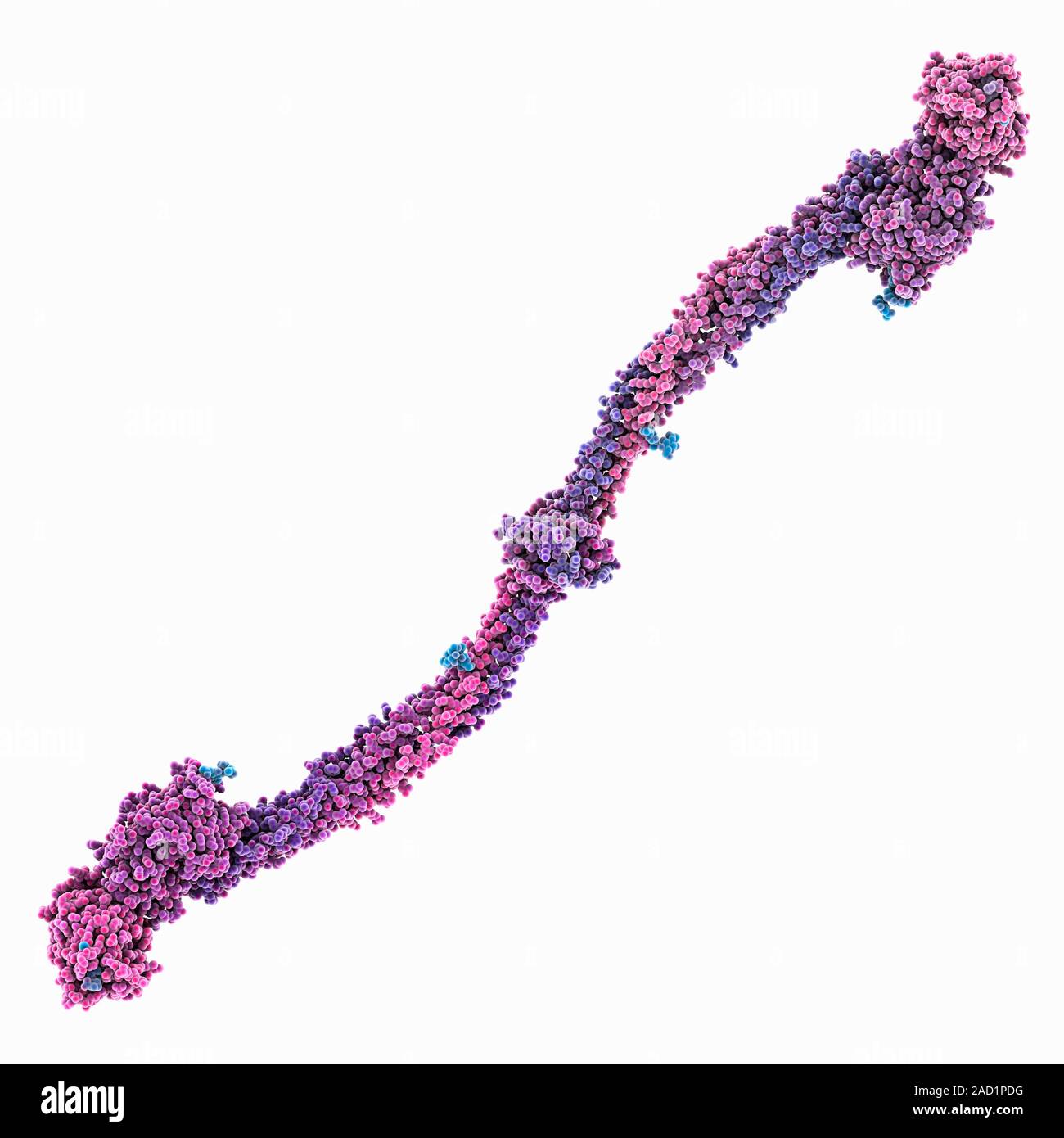 Fibrinogen. Molecular model showing the secondary structure of the ...