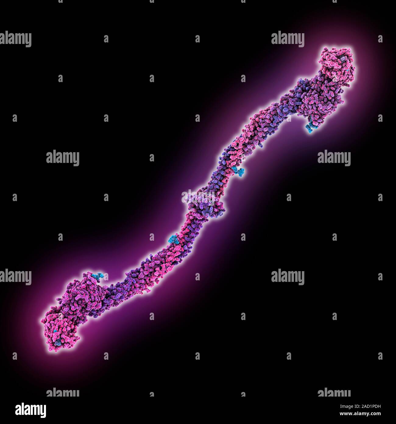 Fibrinogen. Molecular model showing the secondary structure of the ...