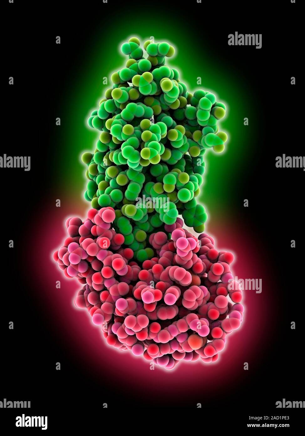 Lysozyme complexed with an antibody, molecular model. Lysozymes are ...