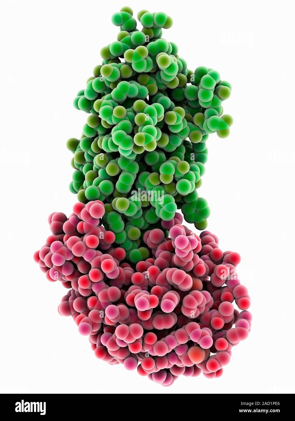 Lysozyme complexed with an antibody, molecular model. Lysozymes are ...