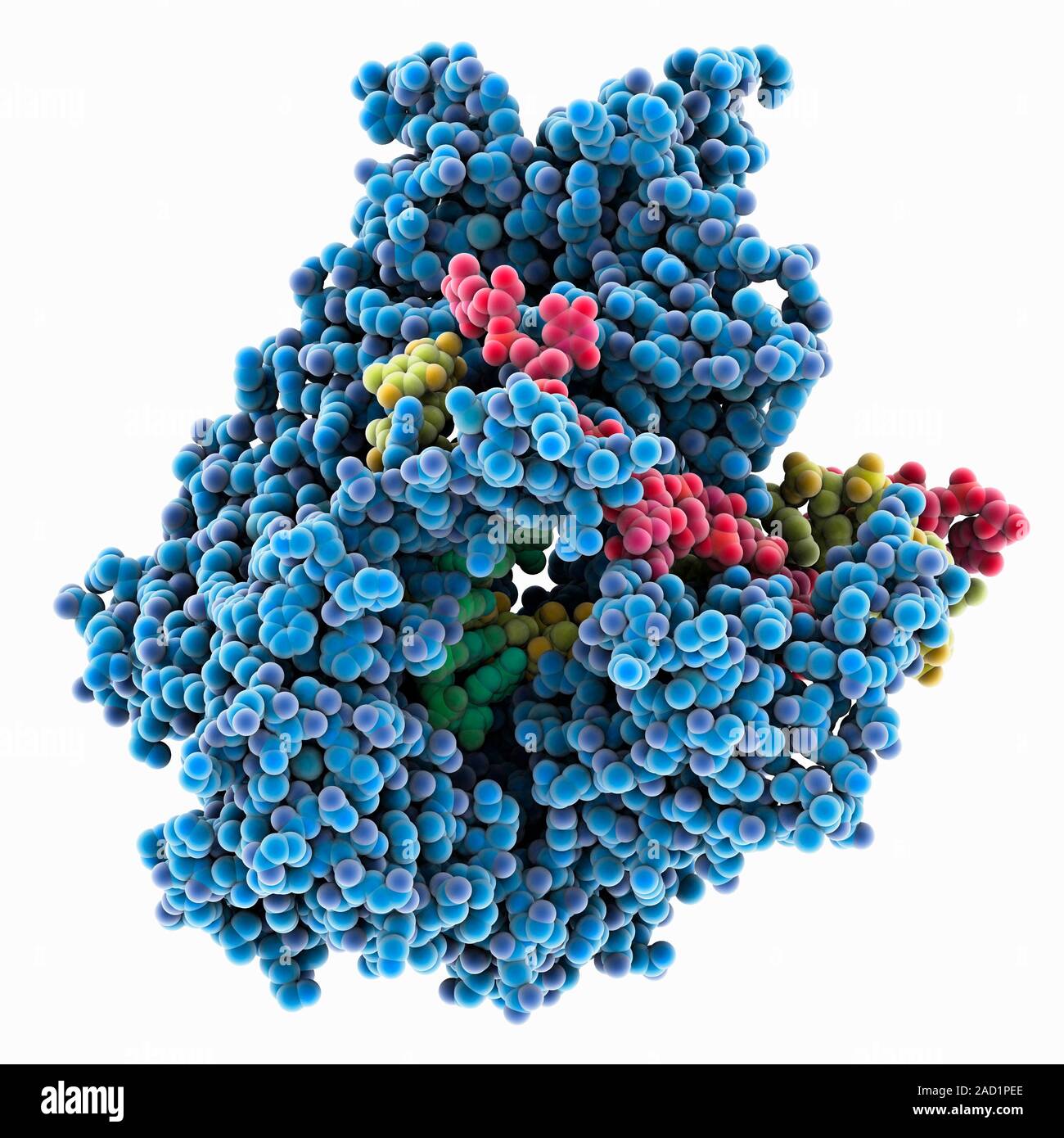 DNA transcription. Molecular model of the enzyme RNA polymerase II ...