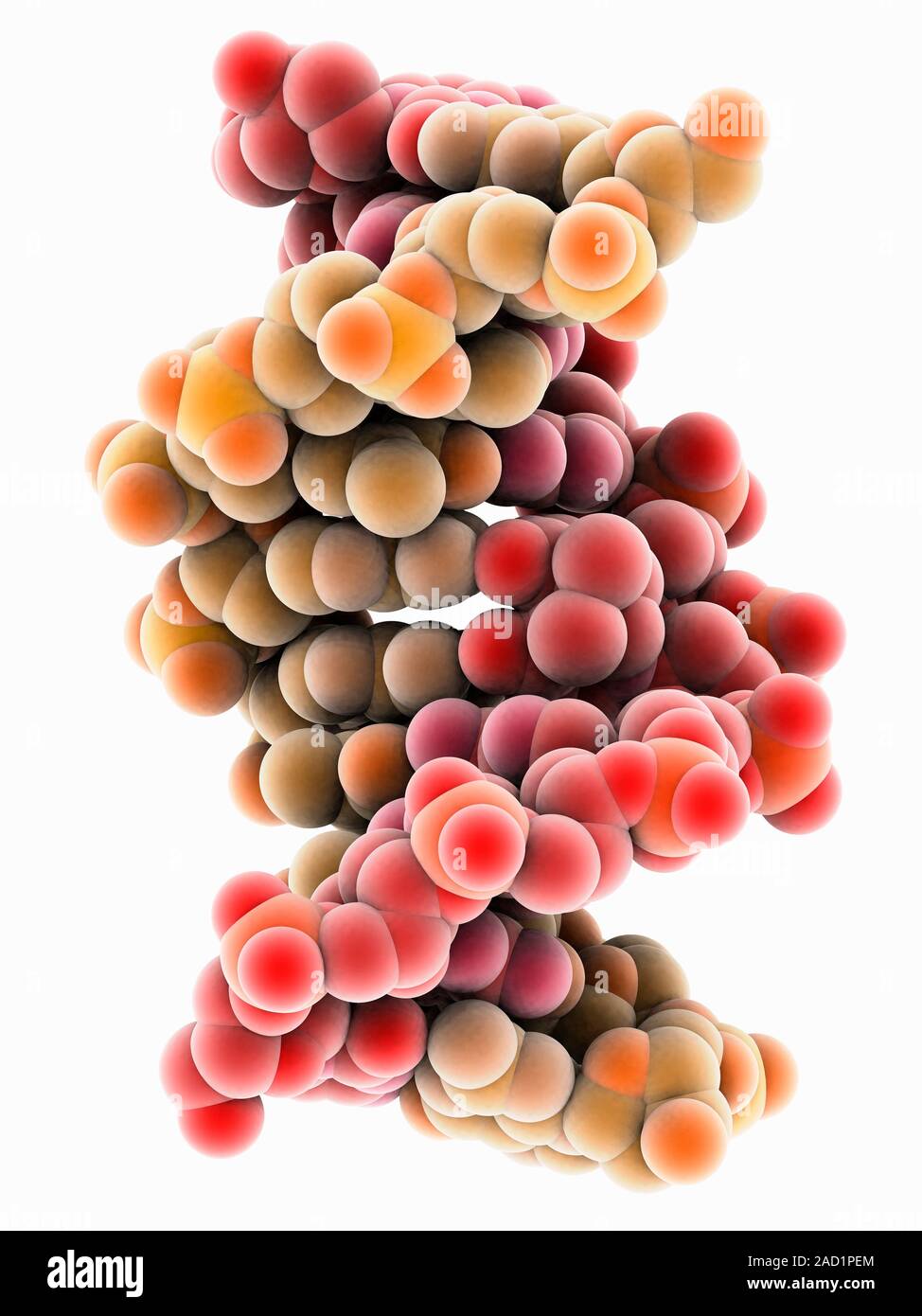 Molecular model of a UV-damaged DNA (deoxyribonucleic acid) molecule ...