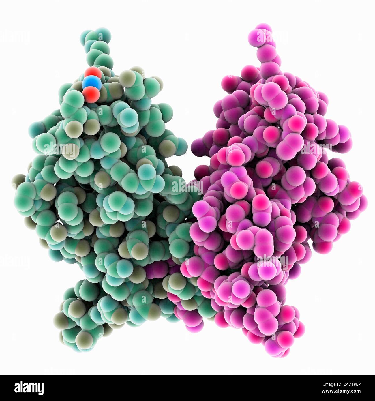 Cell adhesion protein. Molecular model of the cell adhesion protein n ...