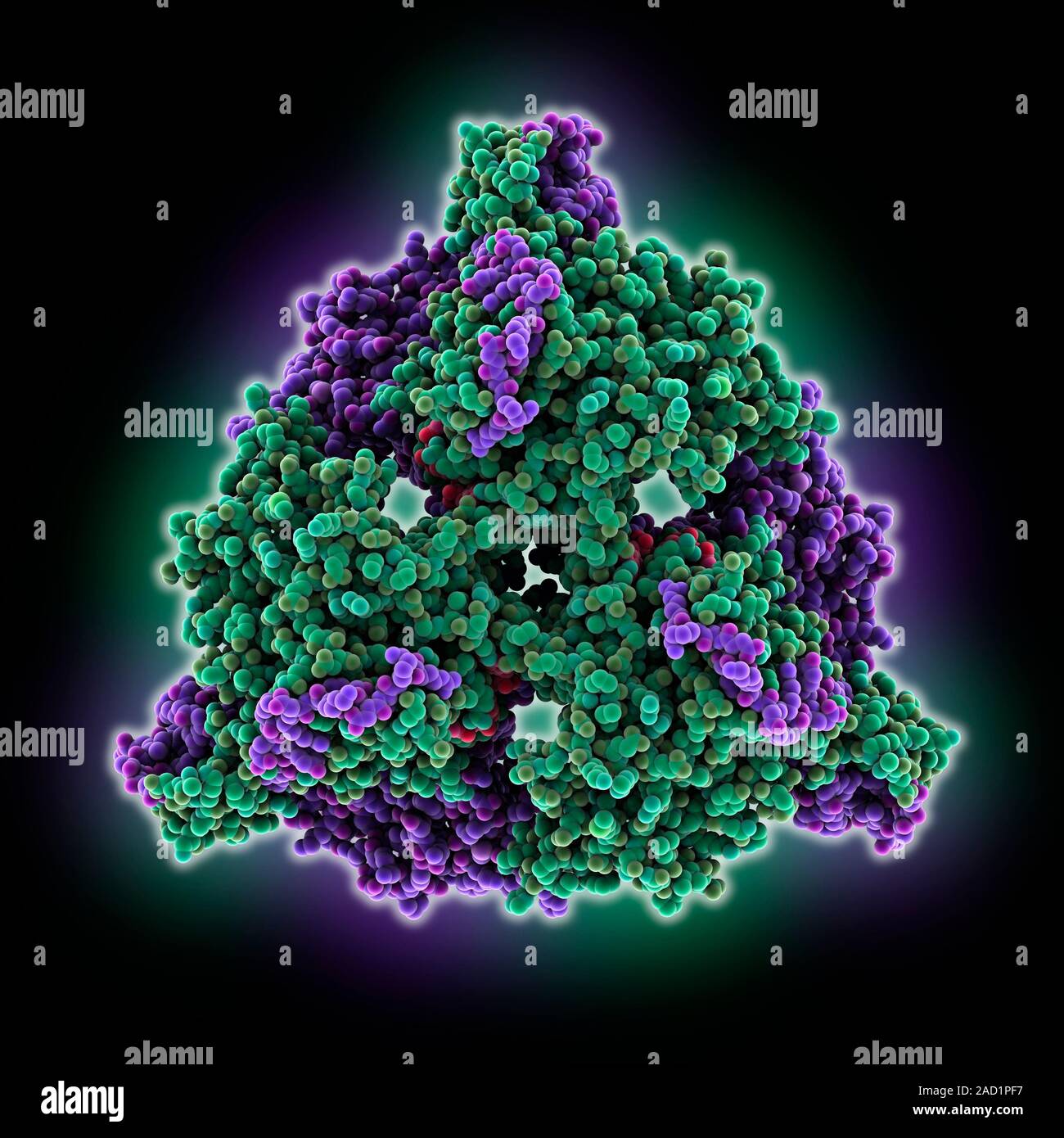 Citrate synthase, molecular model. This enzyme is involved in the first ...