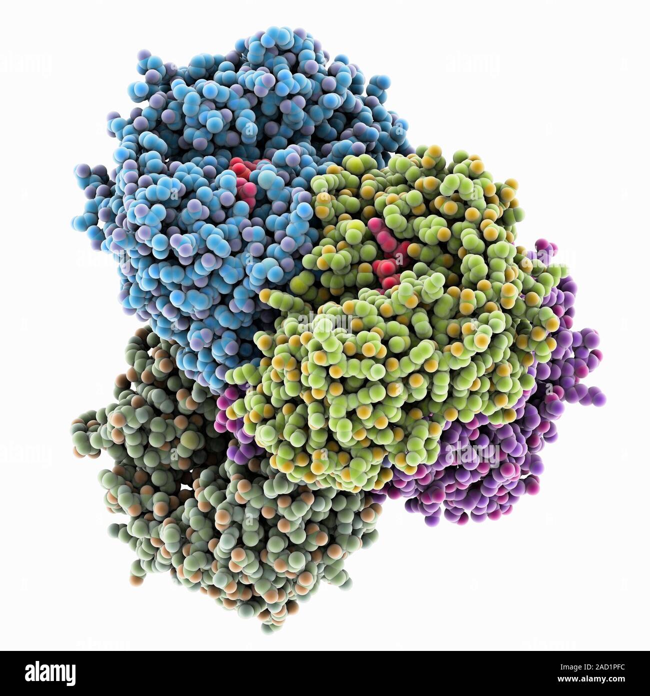 Molecular model of the enzyme retinal hydrogenase complexed with NADH ...