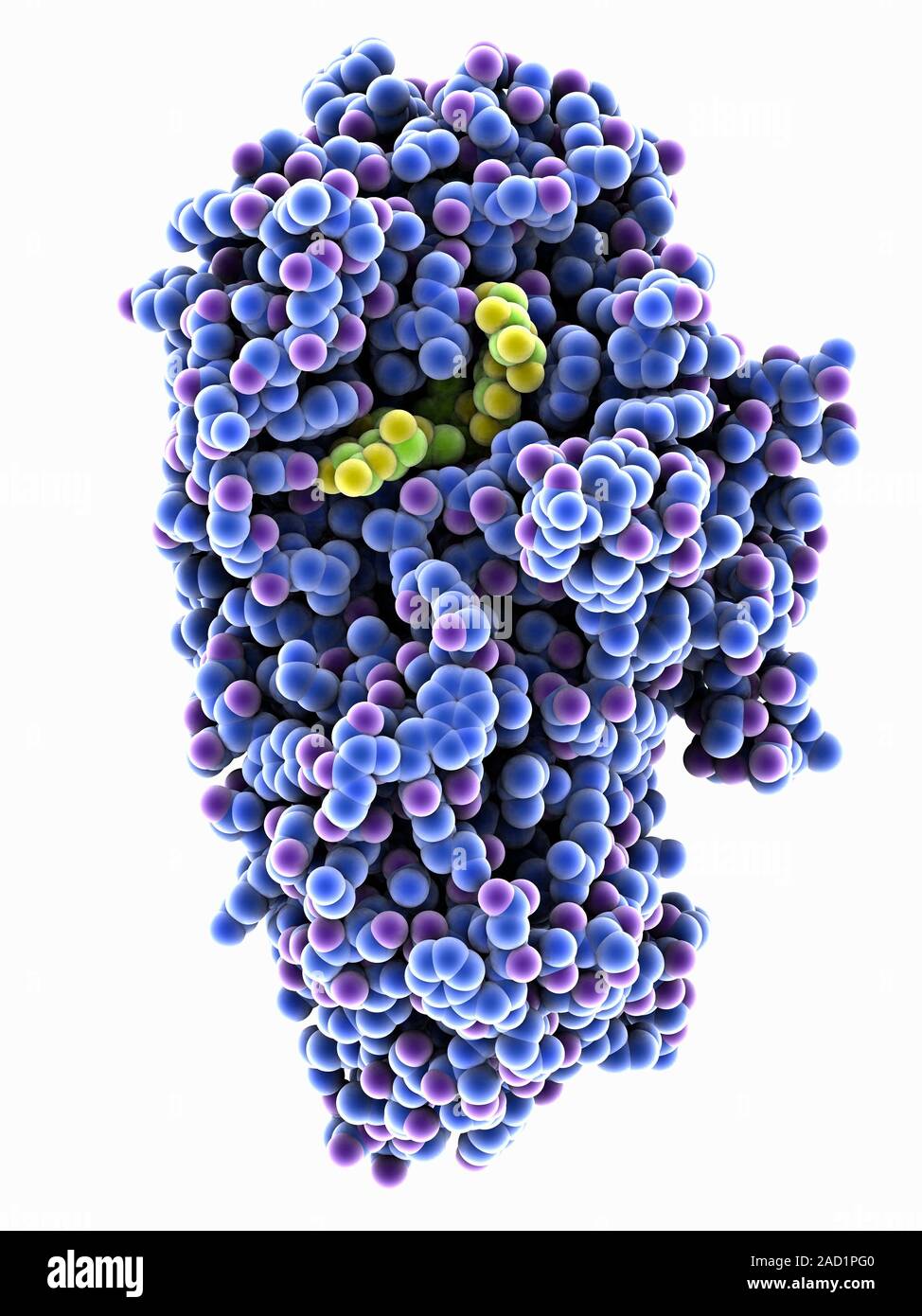 Amylase. Molecular model of the enzyme alpha-amylase from the human ...