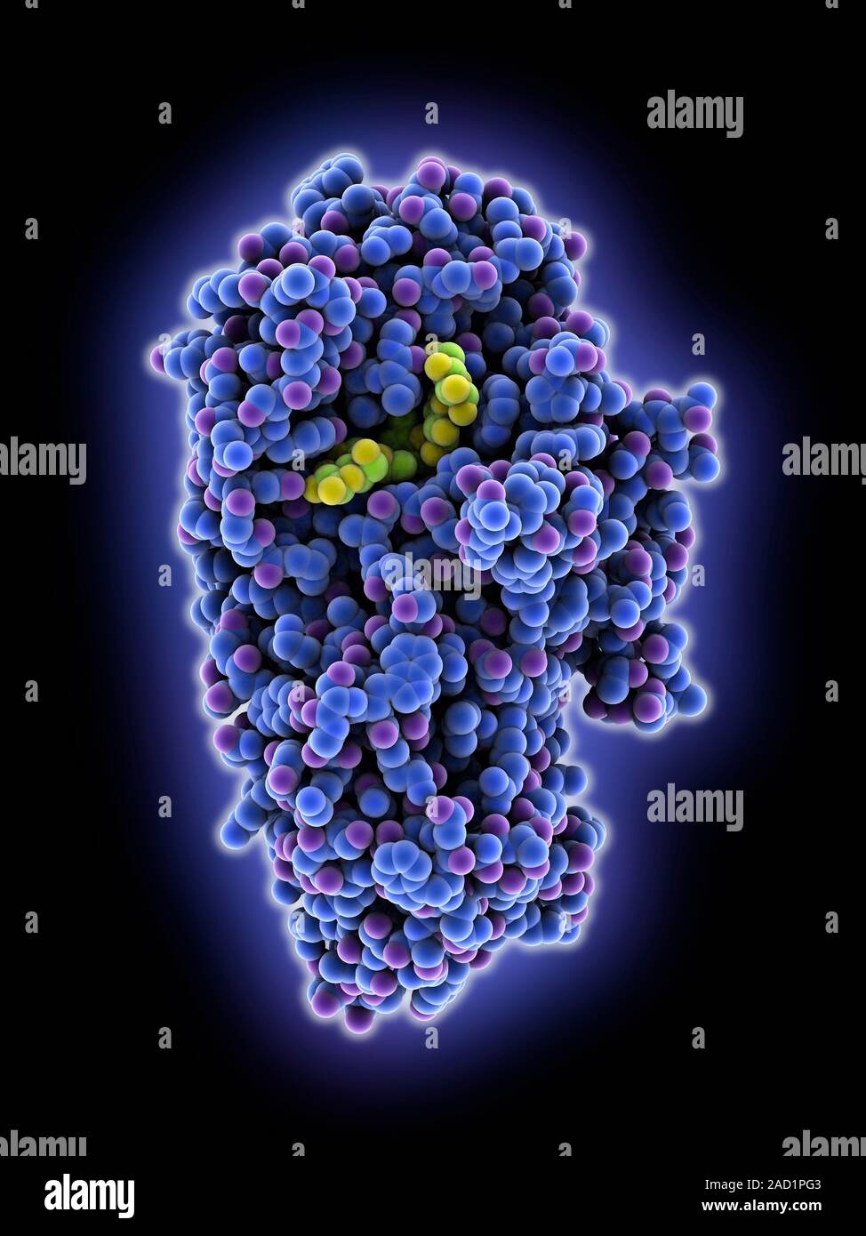 Amylase. Molecular model of the enzyme alpha-amylase from the human ...