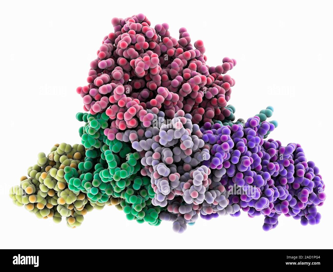Whooping cough toxin. Molecular model of the pertussis toxin from the ...
