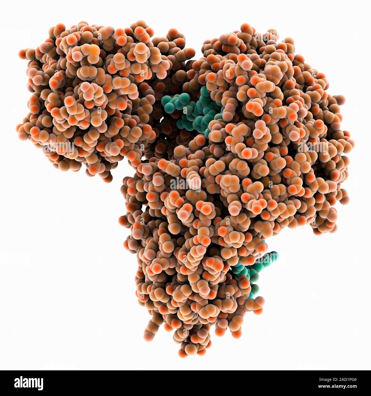 Importin heterodimer protein. Molecular model showing the importin ...