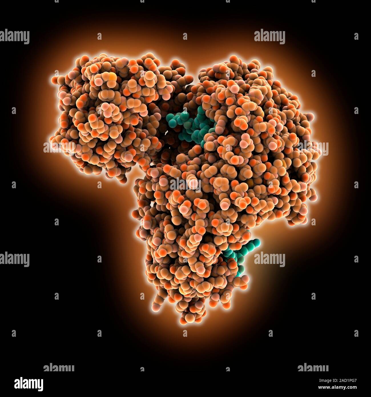 Importin heterodimer protein. Molecular model showing the importin ...